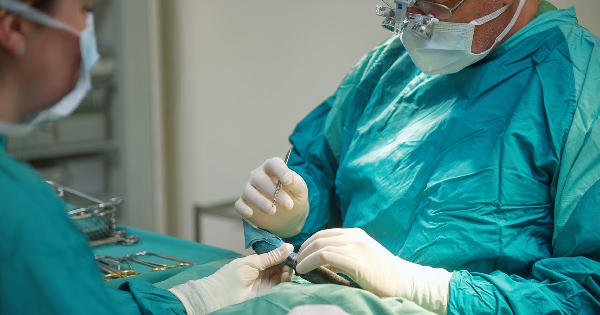 Orthopeed voor hond en kat