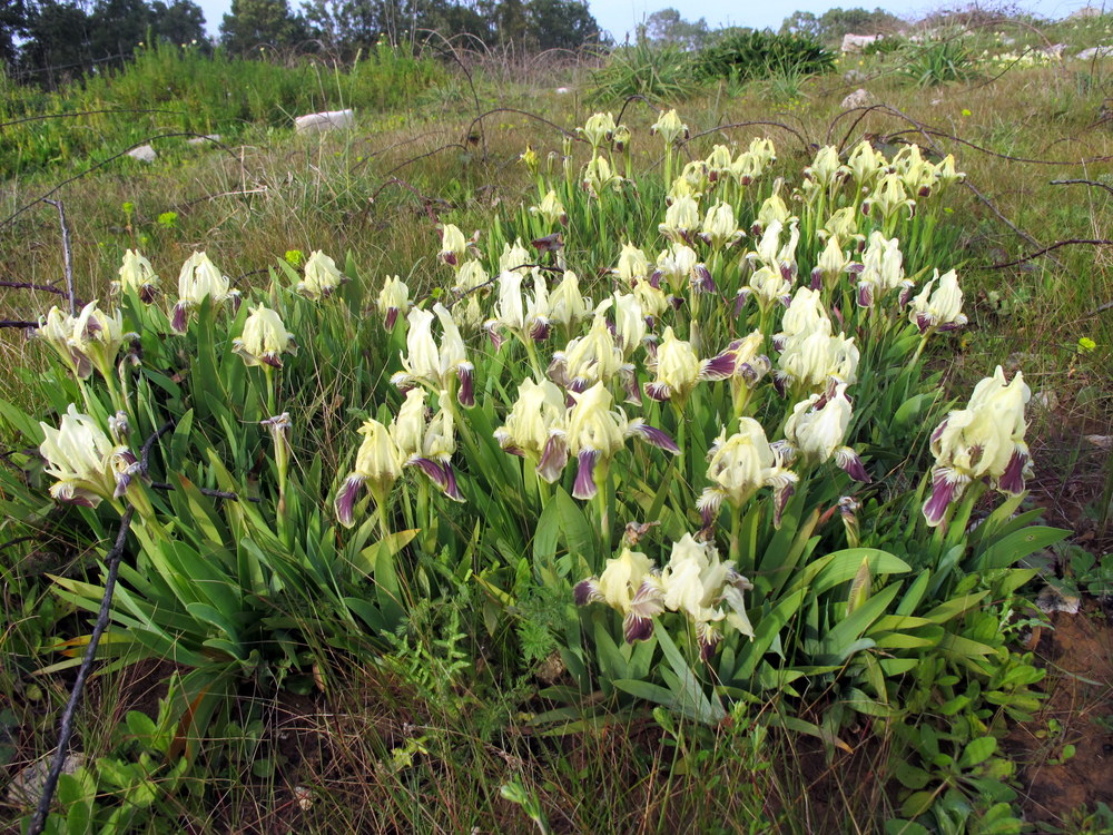 FLORA NEL SALENTO e.. anche altrove: Iris pseudopumila Tineo ...