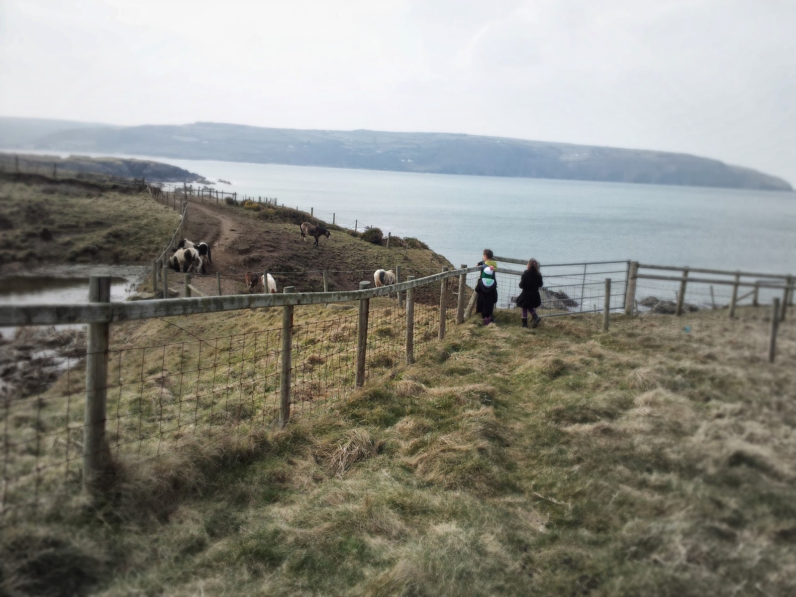 Cardigan Island Coastal Farm Park - Diary of the Evans-Crittens