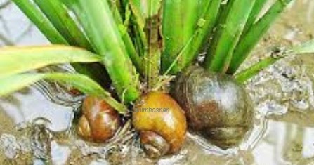 Anim Agro Technology: SIPUT GONDANG DAN TEKNIK KAWALAN