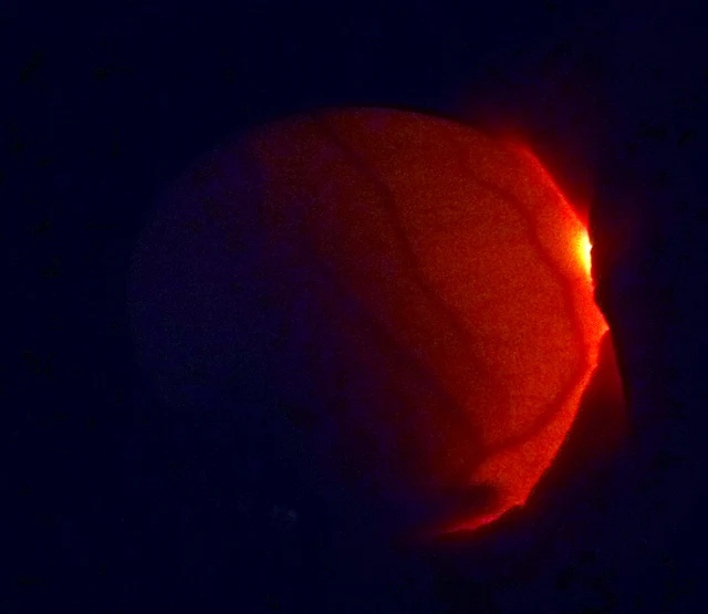 The Beginners Guide to Hatching Duck Eggs [with egg candling photos ...