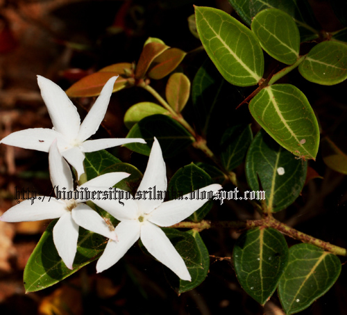 Biodiversity of Sri Lanka: හීන් කරඹ/Heen-Karamba (Carissa spinarum)