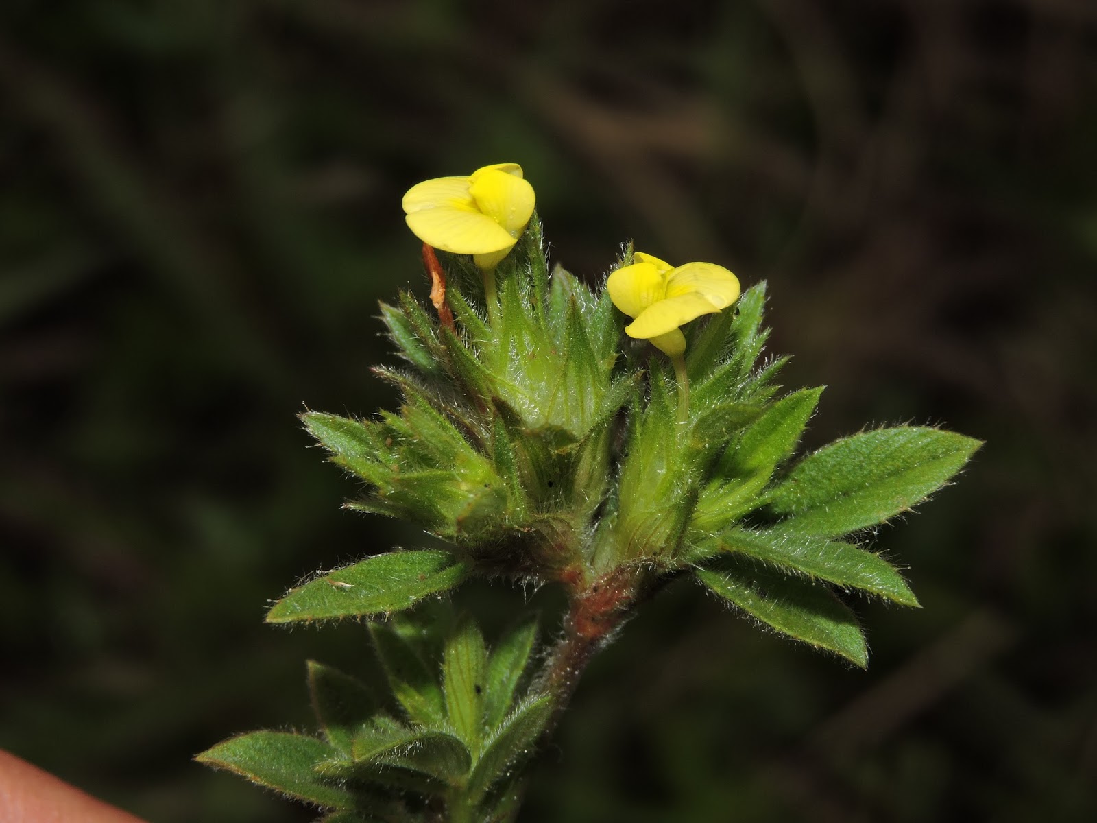 Fabaceae - Leguminosae no Brasil: Fabaceae - Stylosanthes capitata Vogel