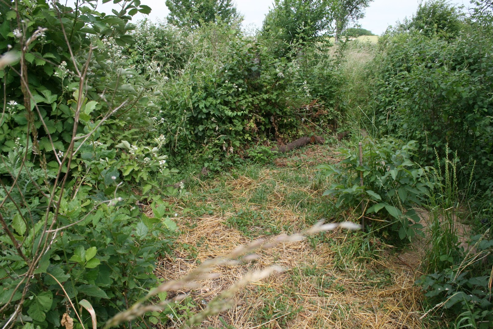 Cultiver avec les Ronces.