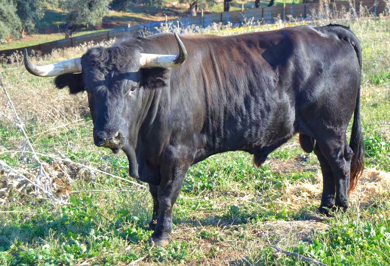 El Toro de Cenicientos: LOS DOS ÚLTIMOS URCOLAS DE ALONSO MORENO