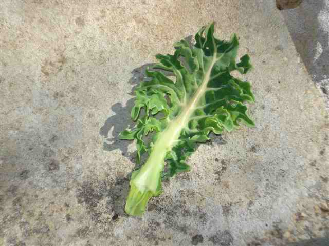 amicidellortodue: Broccoli che passione!