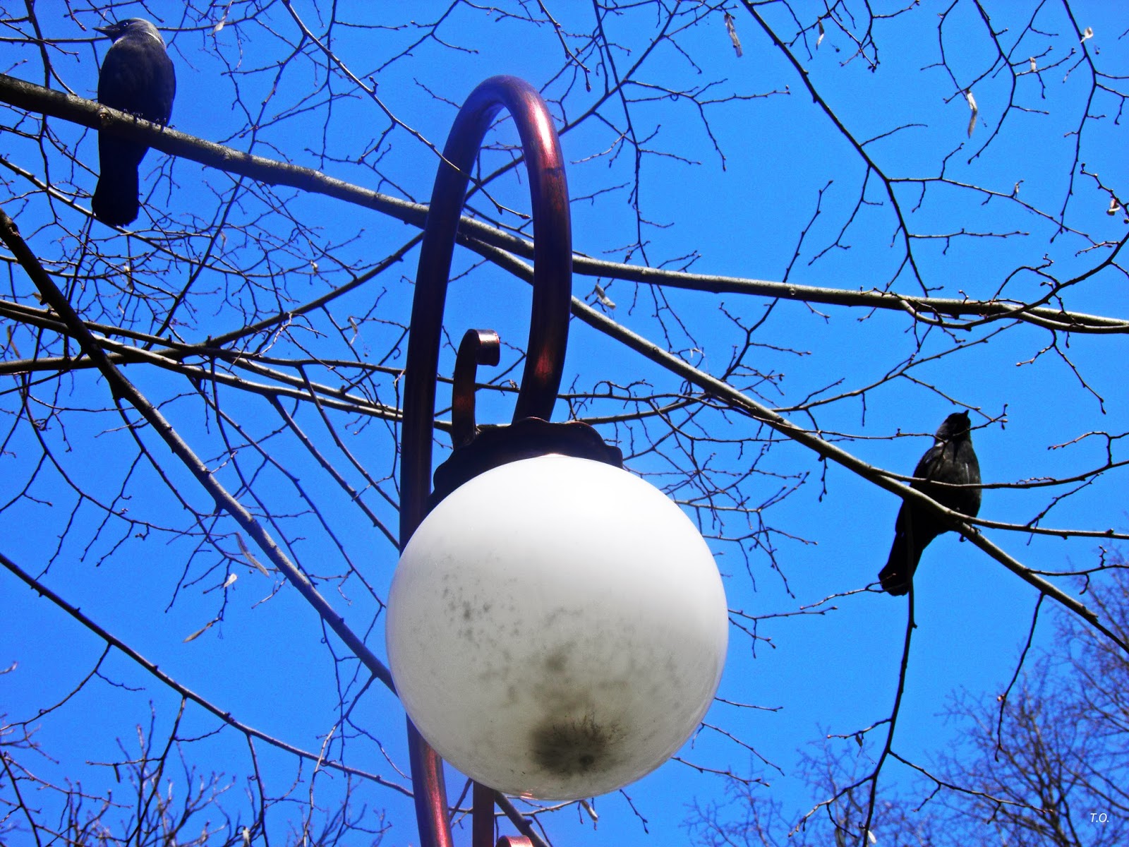 PASARI DIN ROMANIA: STANCUTA, Corvus monedula