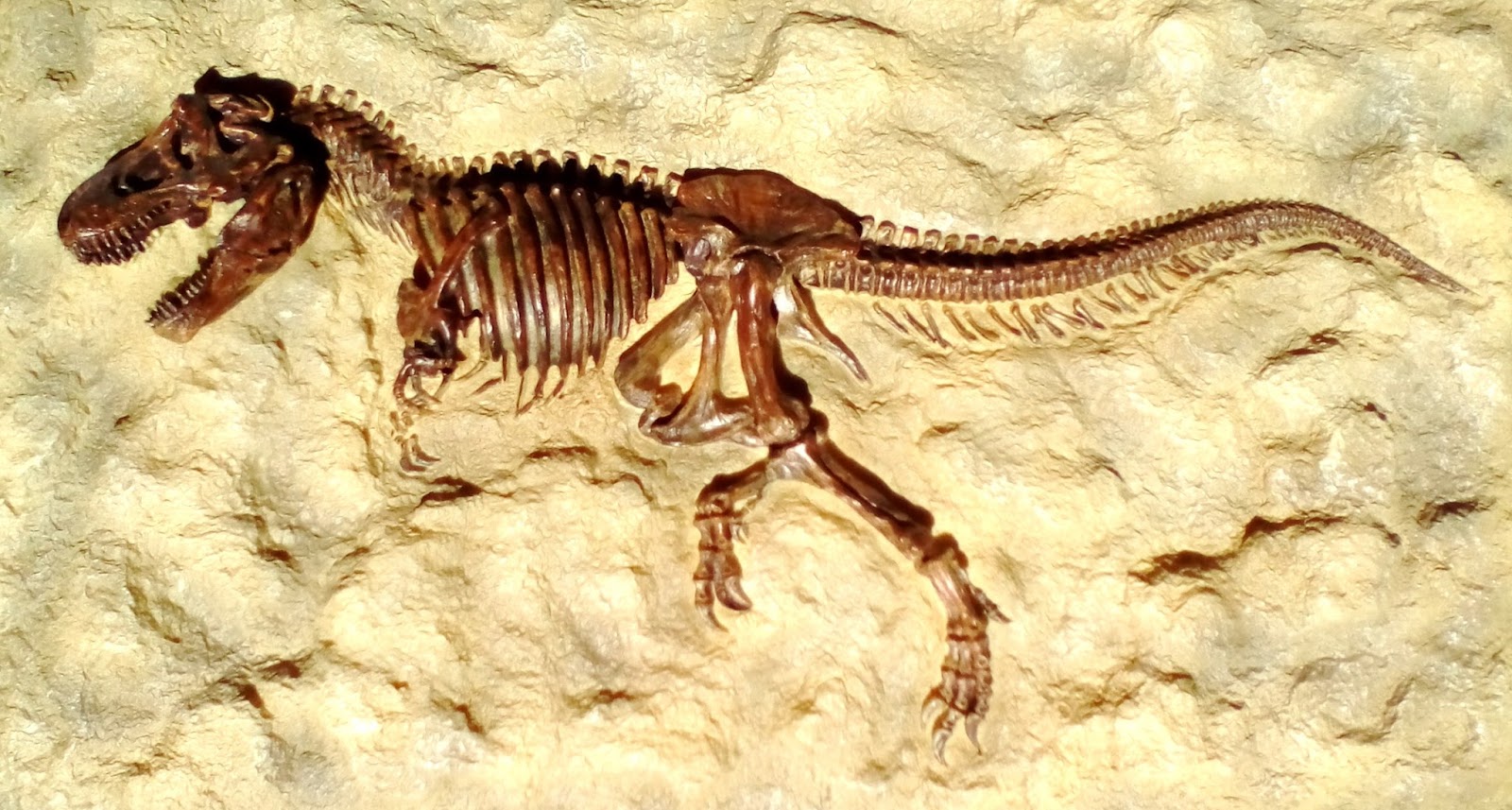 Museo Fisac: Fósiles