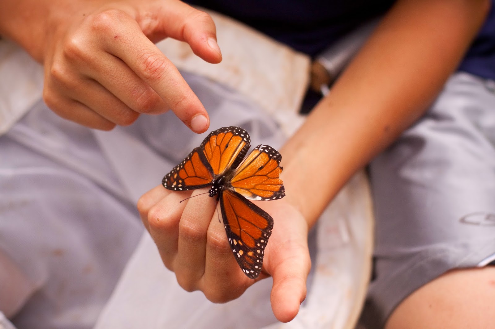 Chronicles of Creation: HOW TO HOLD A MONARCH BUTTERFLY