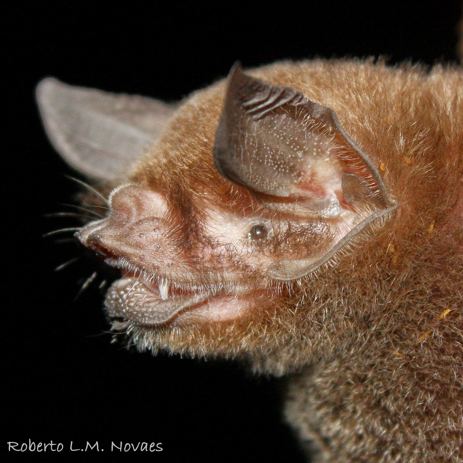 Morcegos do Brasil: Pteronotus parnelli
