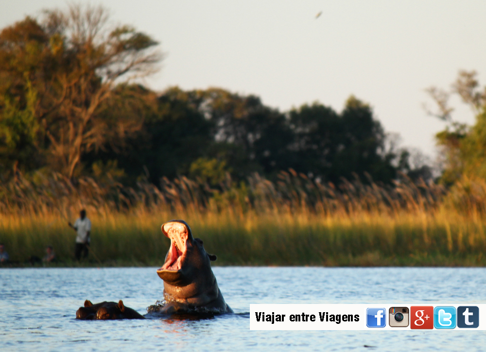 Visitar o DELTA DE OKAVANGO e explorar os seus canais | Botswana