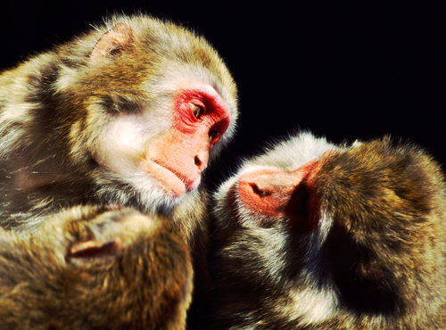 Lumea Animalelor: Maimuta