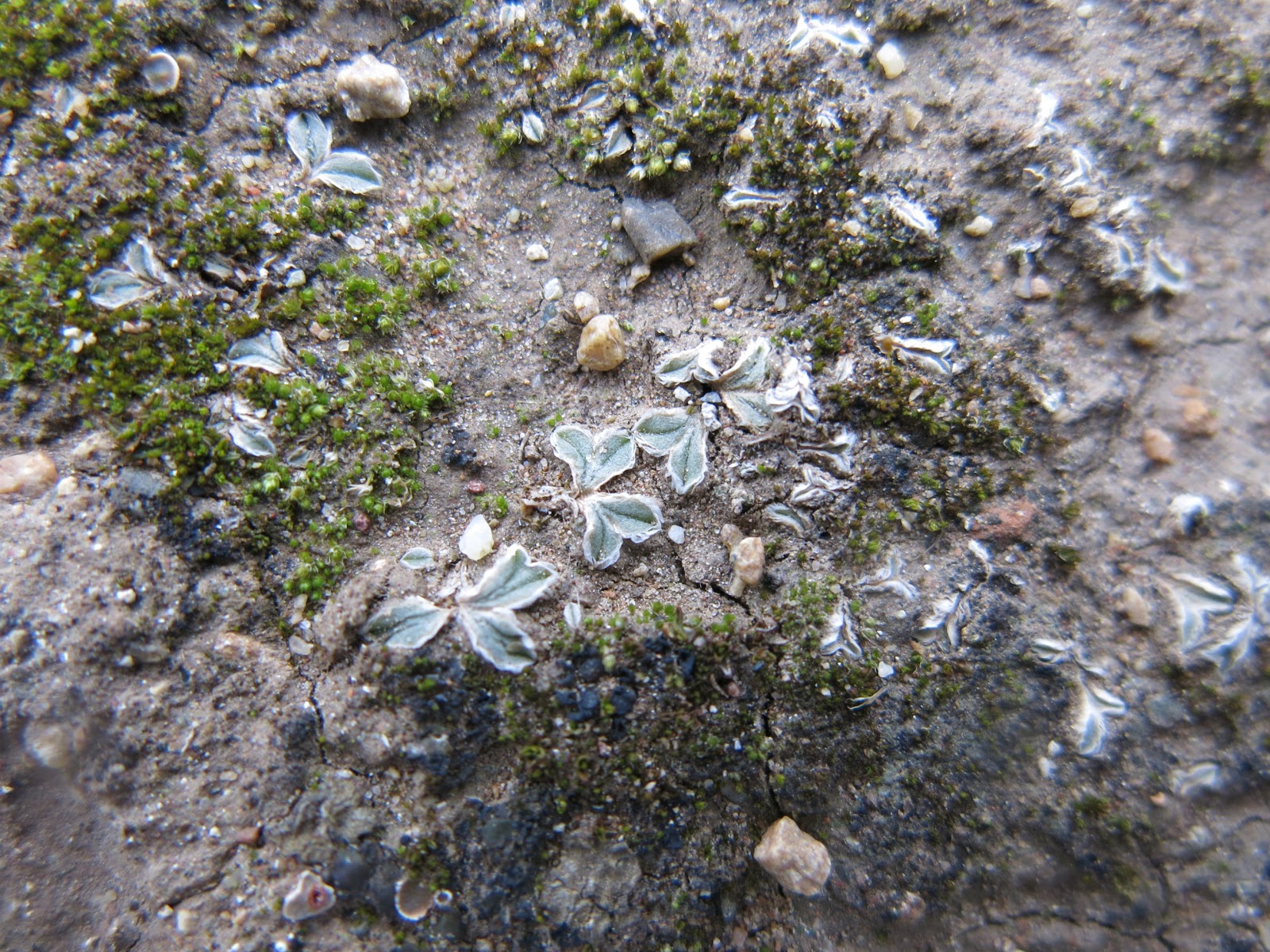 South Wales Bryophytes: Holiday hepatics