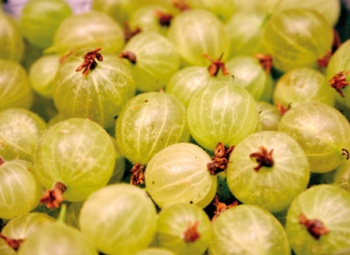 Viorica: Fructe uscate si minunate-- Agrisele