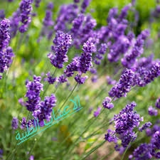 الاعشاب الطبية : septembre 2018