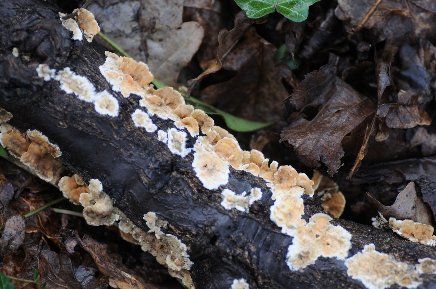 Bill's Birding: Top Wildlife Identification Websites