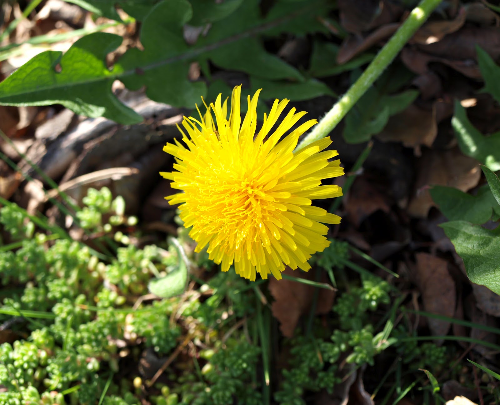 Mark's Veg Plot: Some "mundane" beauties