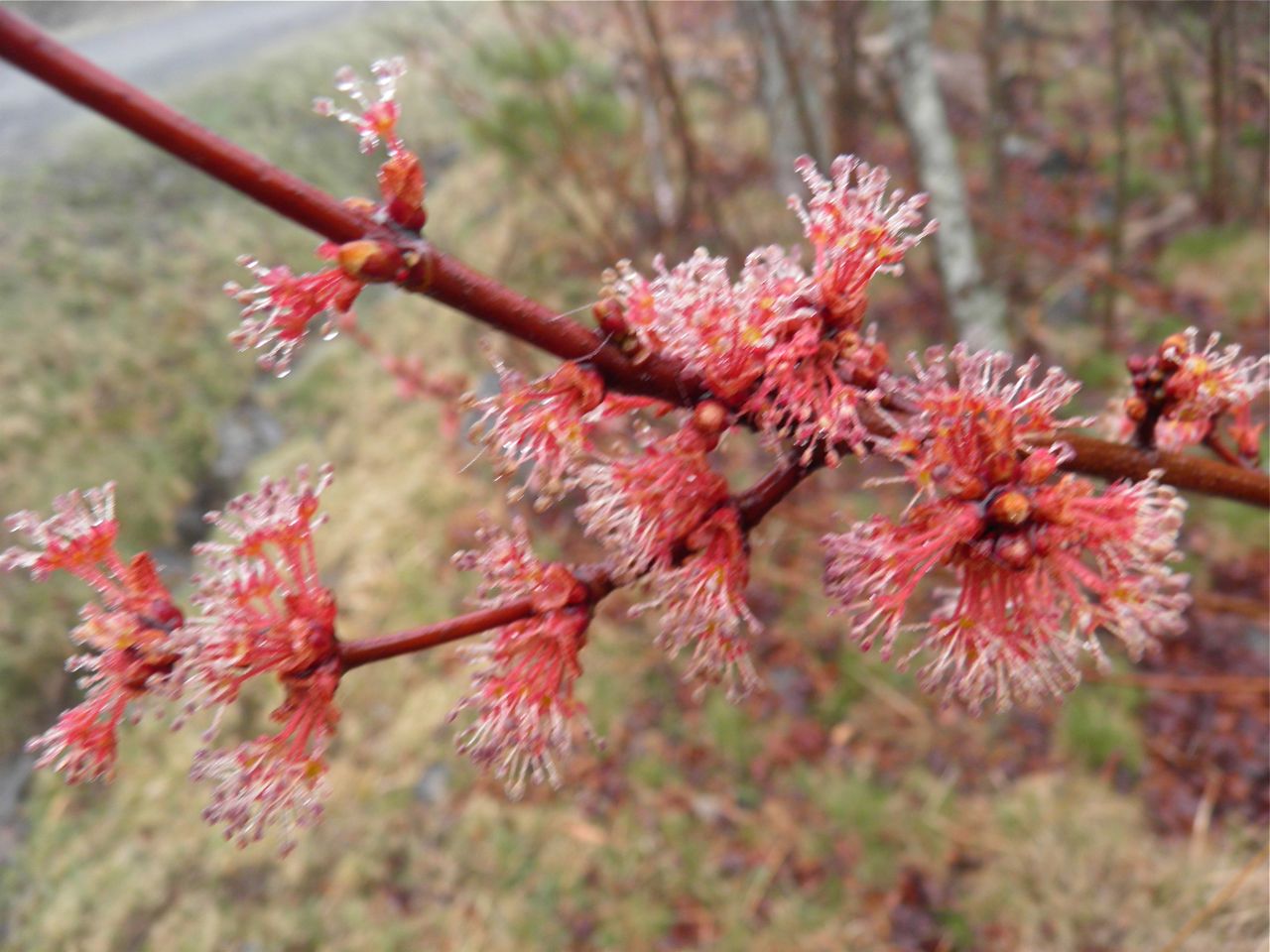 Docaitta Lifestyle: Gardening: Maples are in bloom too!