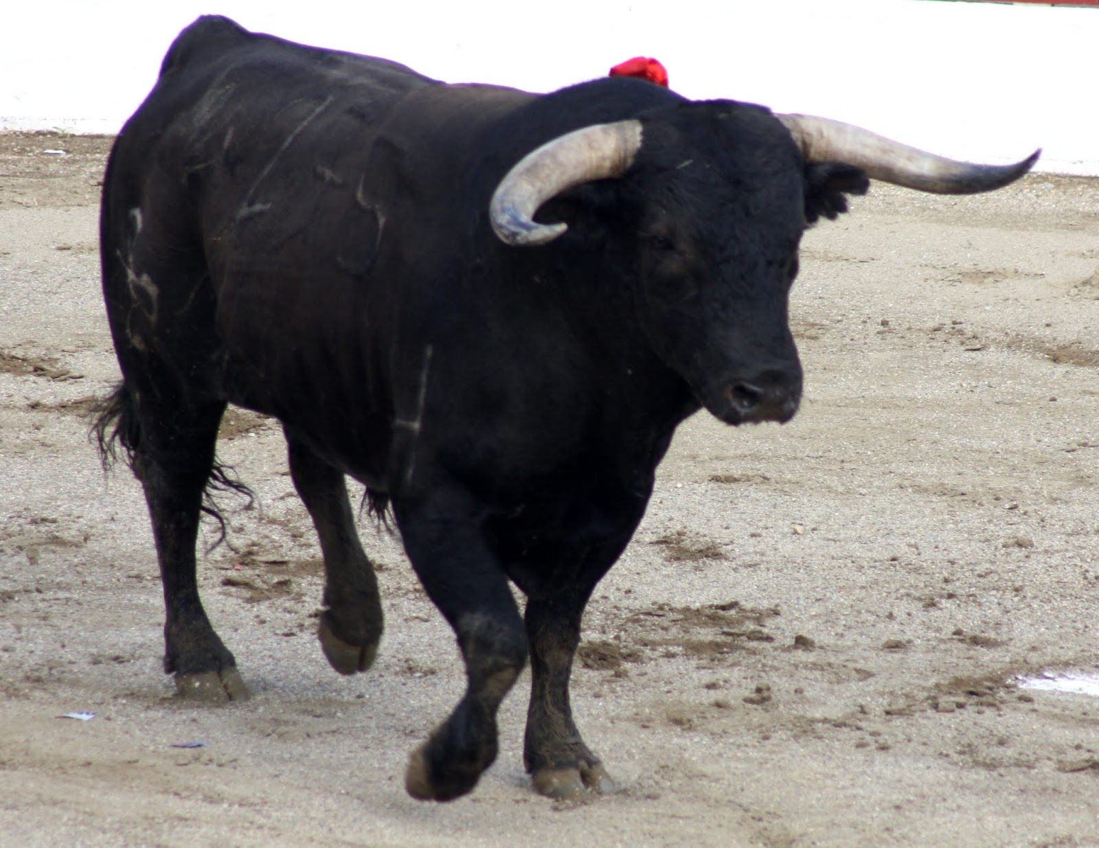 Toreo en Red Hondo: CÉRET DE TOROS, 2018 (1): SAO TORCATO, LAS ...