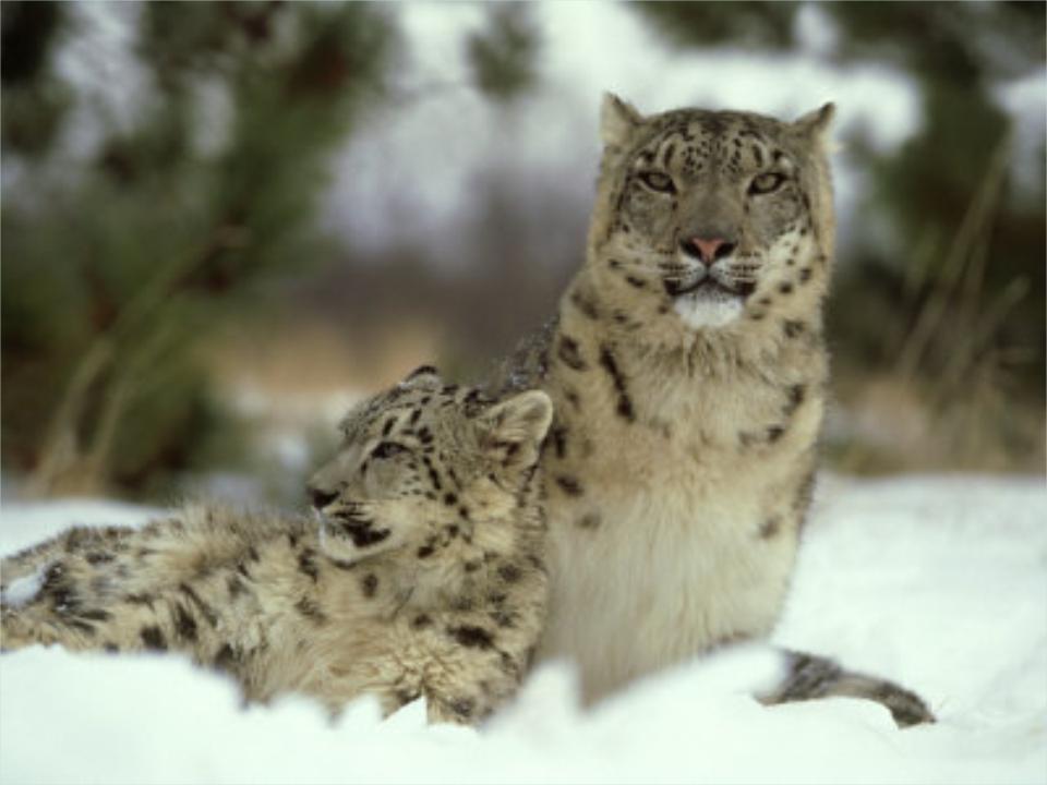 Spreebird wildlife: SNOW LEOPARD (State Animal of Pakistan)