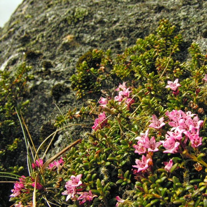 Botanical Book at Bedtime: Part Three