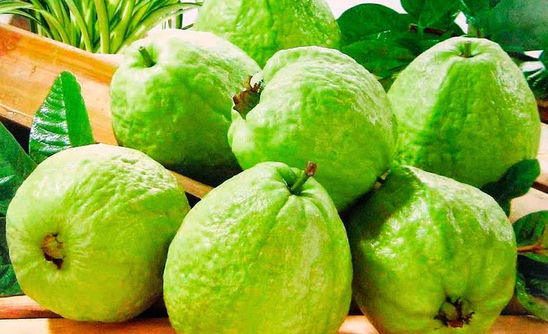 Best fresh - Mejor fresco!: Cuidados de la GUAYABA de Taiwan después de ...