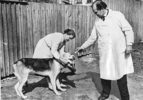 Eksperimen Pencangkokan Kepala Anjing (VLADIMIR DEMIKHOV) | T-Blog