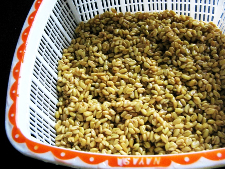 AnnaParabrahma: Growing Methi