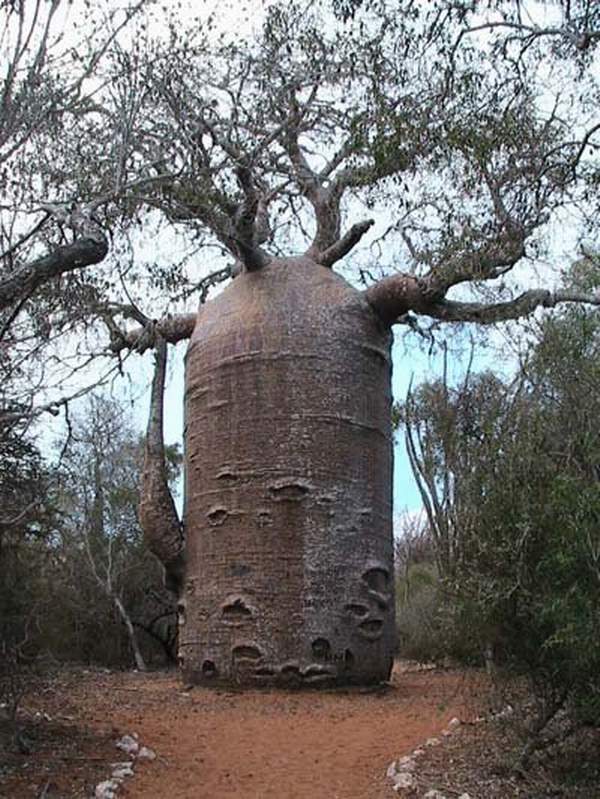 Unusual Trees: Unusual Trees on the earth