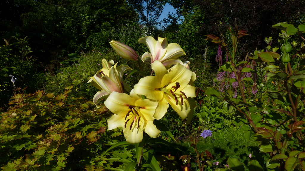 Høneballehaven på Samsø og Hellerupvej på Fyn: Sol over Samsø