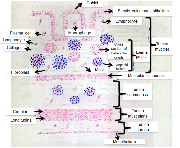Gastrointestinal System