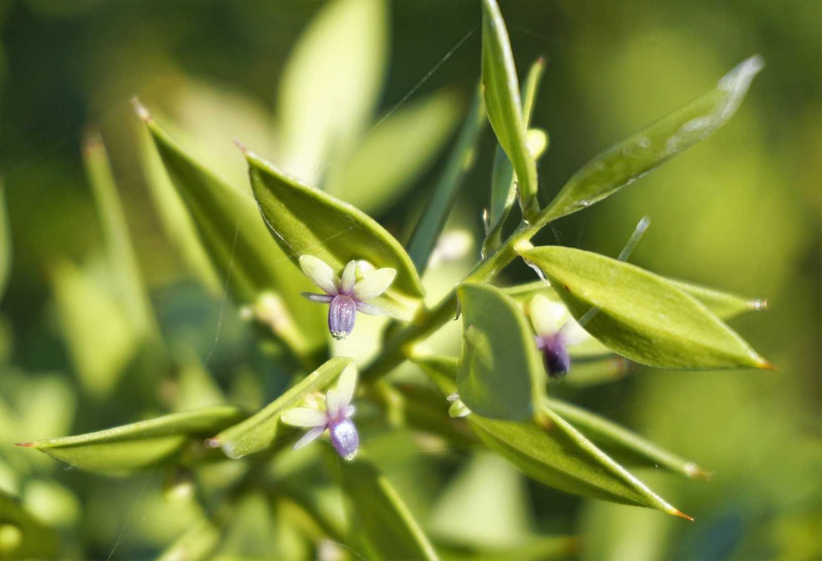Plantas de Huerta Otea, Salamanca: Rusco (Ruscus aculeatus)
