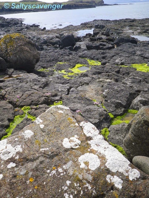 Rock Pooling: October 2013