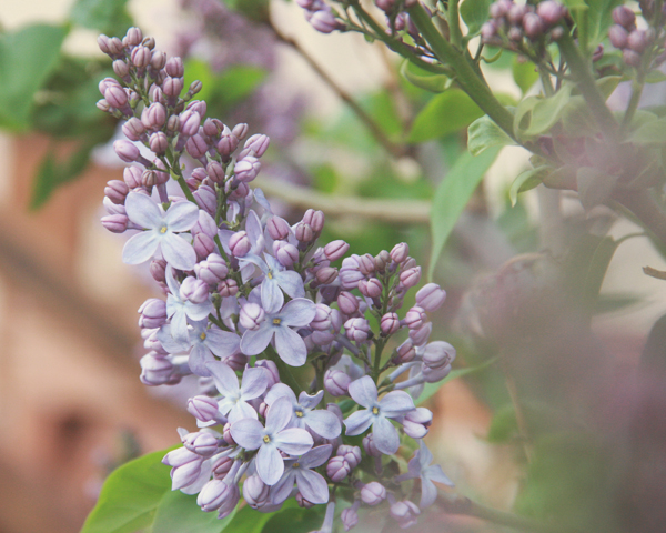 on the brightside...: lilacs in bloom, part one...