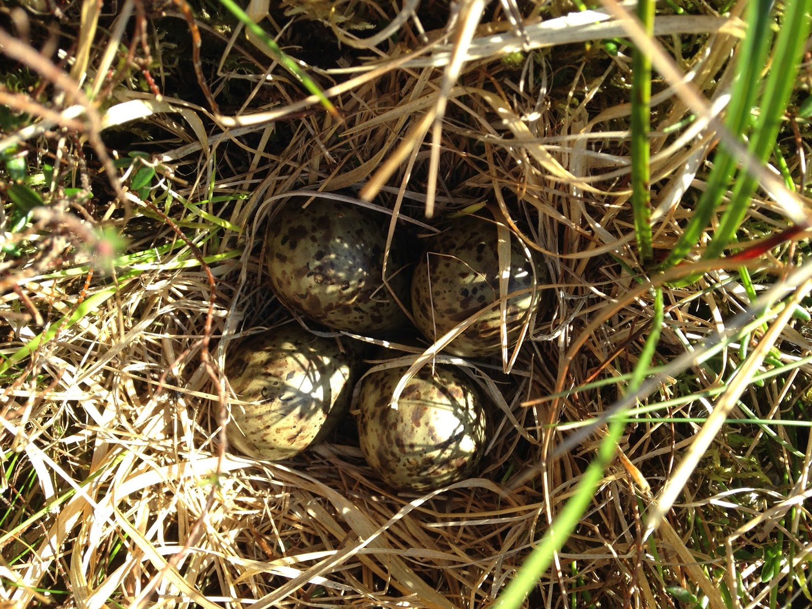 TrogTrogBlog: Snipe nest