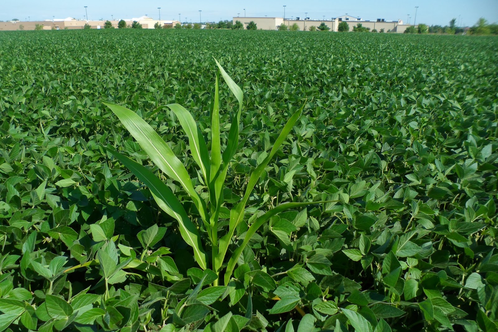 The Perennial Agriculturalist: volunteer industrial corn
