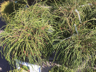 Thuja plicata 'Whipcord' and Other Interesting Conifers [Backyard ...