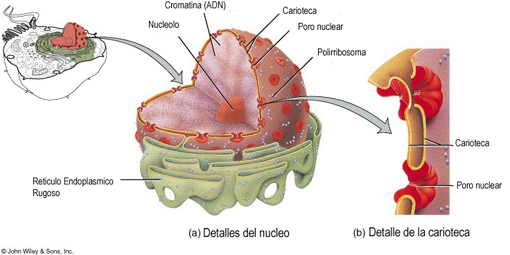 Primeros auxilios: La Celula