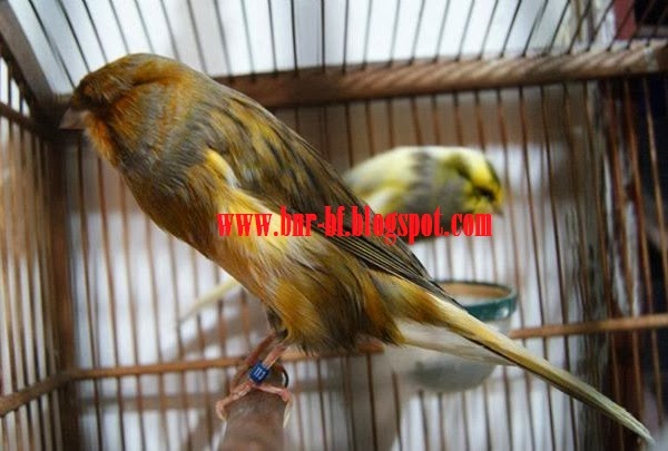 BnR Bird Farm: galeri poto yorkshire impor