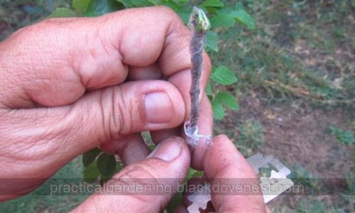 Practical Gardening: Cleft Grafting, Top-Wedge Graft or V-Graft - Part 4