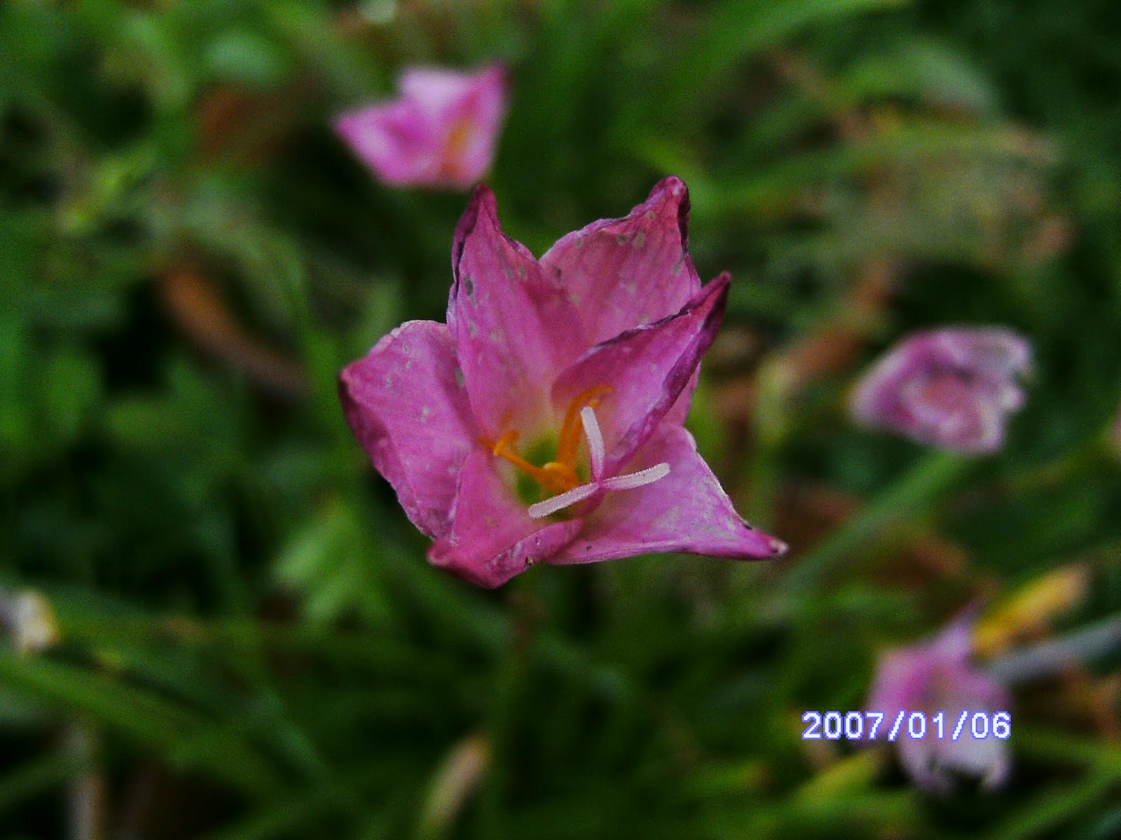 Flowers: Small but Beautiful Flower