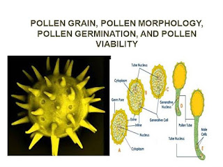 Removing pollen using clay pad