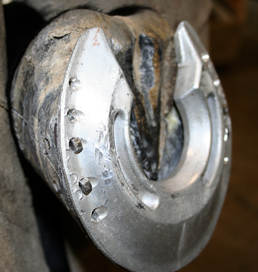 Fran Jurga`s Hoofcare + Lameness: Dressage, Fuego-Style: It's What's ...