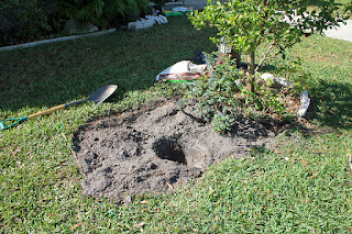 Learn-Something-New: The Seven Roses Project