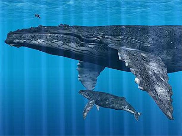 White Wolf : Whales have a sensory organ unlike anything we’ve ever seen