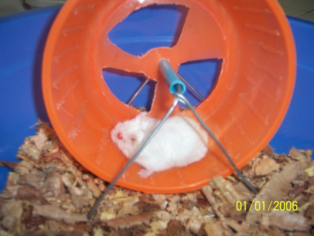 HamsterkuBali: Membuat Mainan Hamster