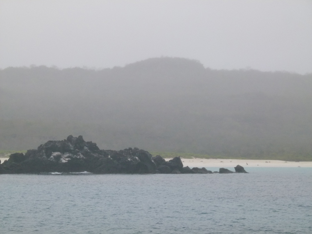 Life, Birding, Photos and Everything: Galapagos Plants