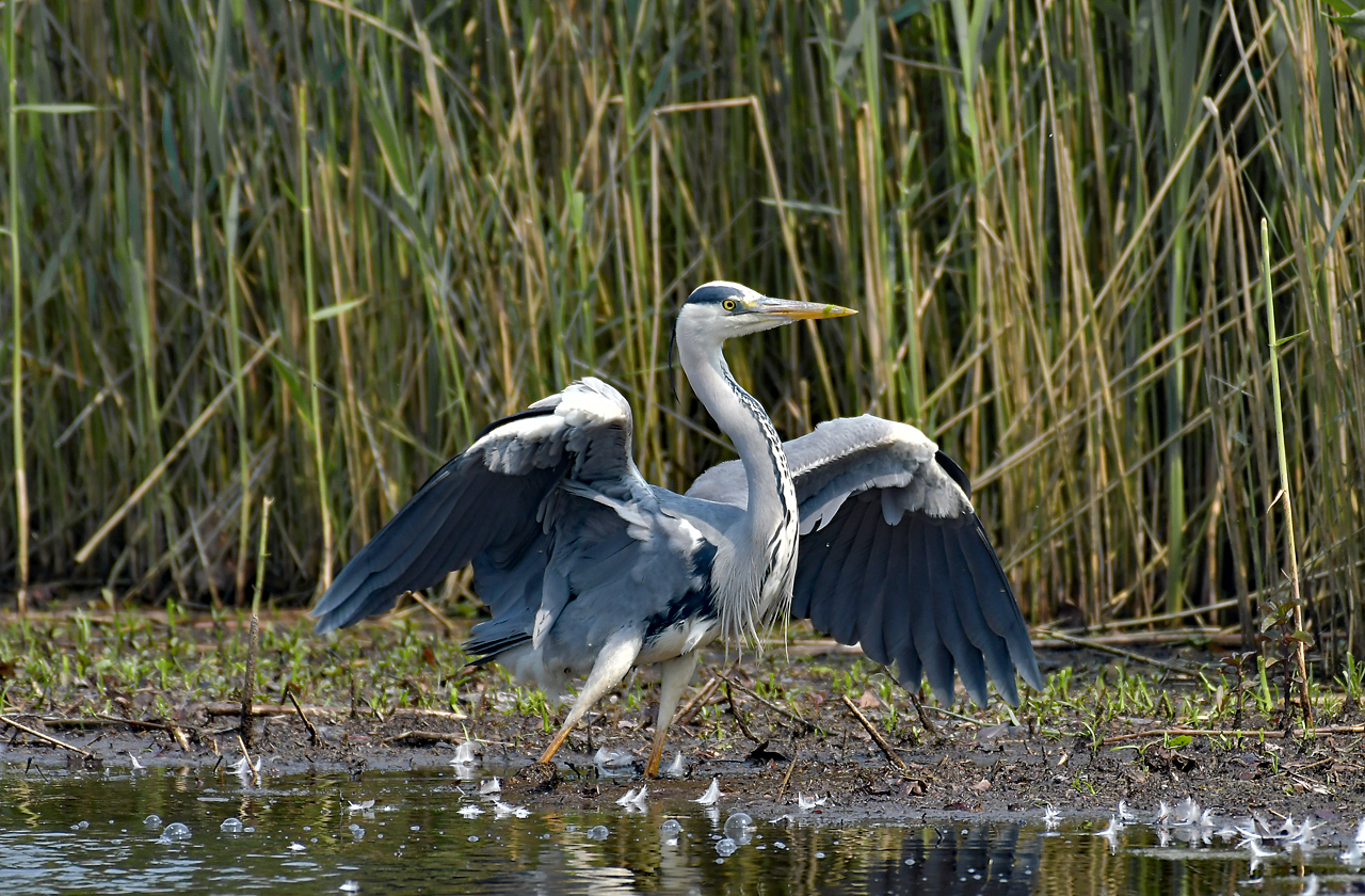 Vogels spotten - vogelsoorten register: Blauwe reiger