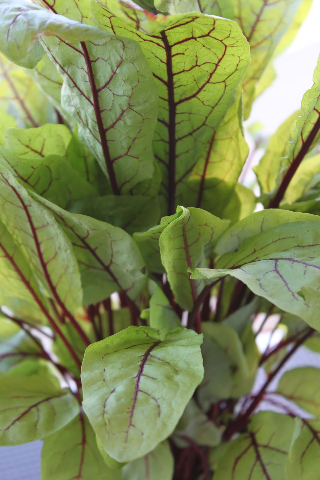 o bolo da tia Rosa: junho 2012