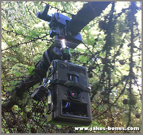 Everything I've learned about trail cameras : Jake's Bones